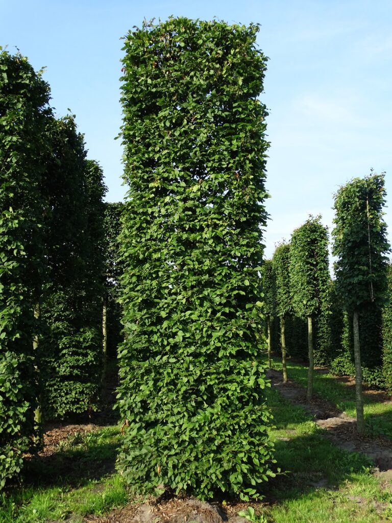 Block shape (column shape) Archieven - Ruud van den Berk