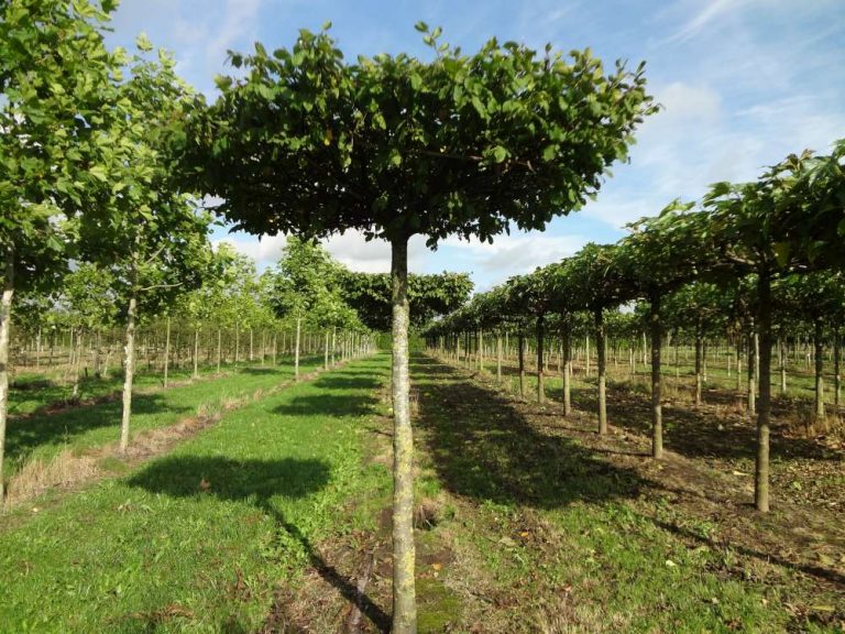 Roof form Archieven - Ruud van den Berk