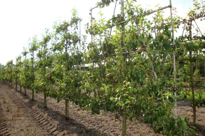 Pyrus communis ‘Conference’ - Ruud van den Berk