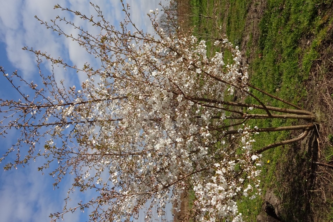 Prunus 'The Bride' - Ruud van den Berk