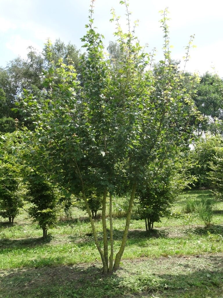 Betula utilis 'Doorenbos' - Ruud van den Berk