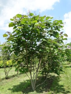 Catalpa erubescens 'Purpurea' Archieven - Ruud van den Berk